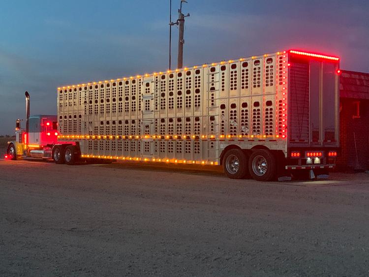Livestock Network | Cattle Trailers For Sale | Cattle Trucking Jobs ...